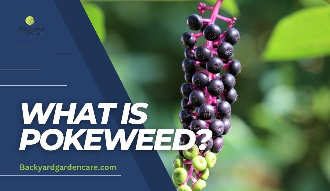 Is Pokeweed Poisonous to Touch? Know Everything About Poisonous Plant ...