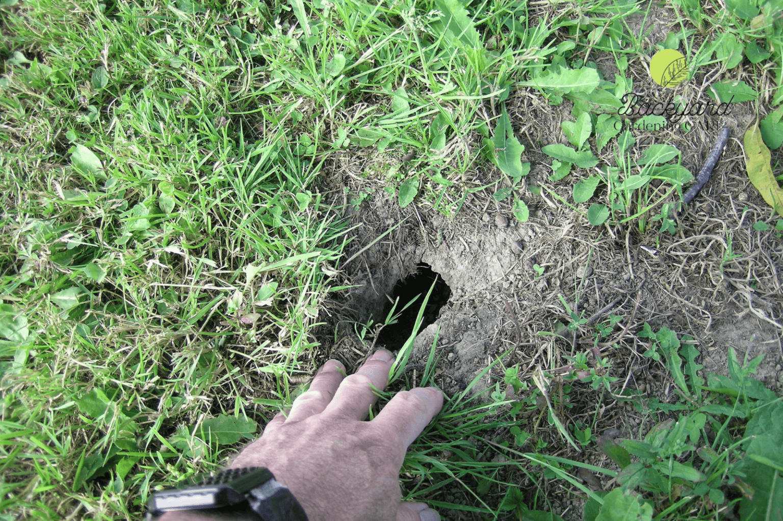 How to Identify Snake Holes: A Comprehensive Guide with 8 Signs of ...