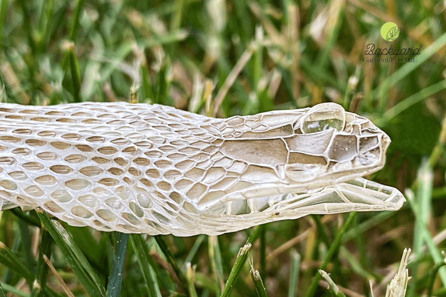 How to Identify Snake Holes: A Comprehensive Guide with 8 Signs of ...