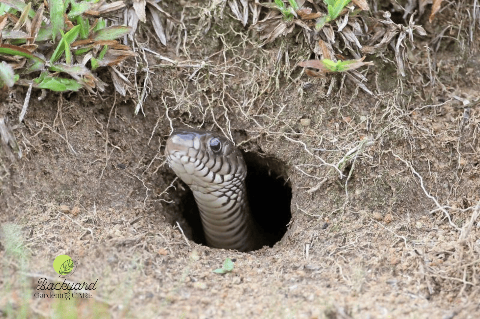 How to Identify Snake Holes: A Comprehensive Guide with 8 Signs of ...