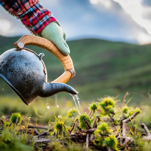 Destroy Annoying Briars: 17 Clever Ways to Kill Briars for Good, No ...