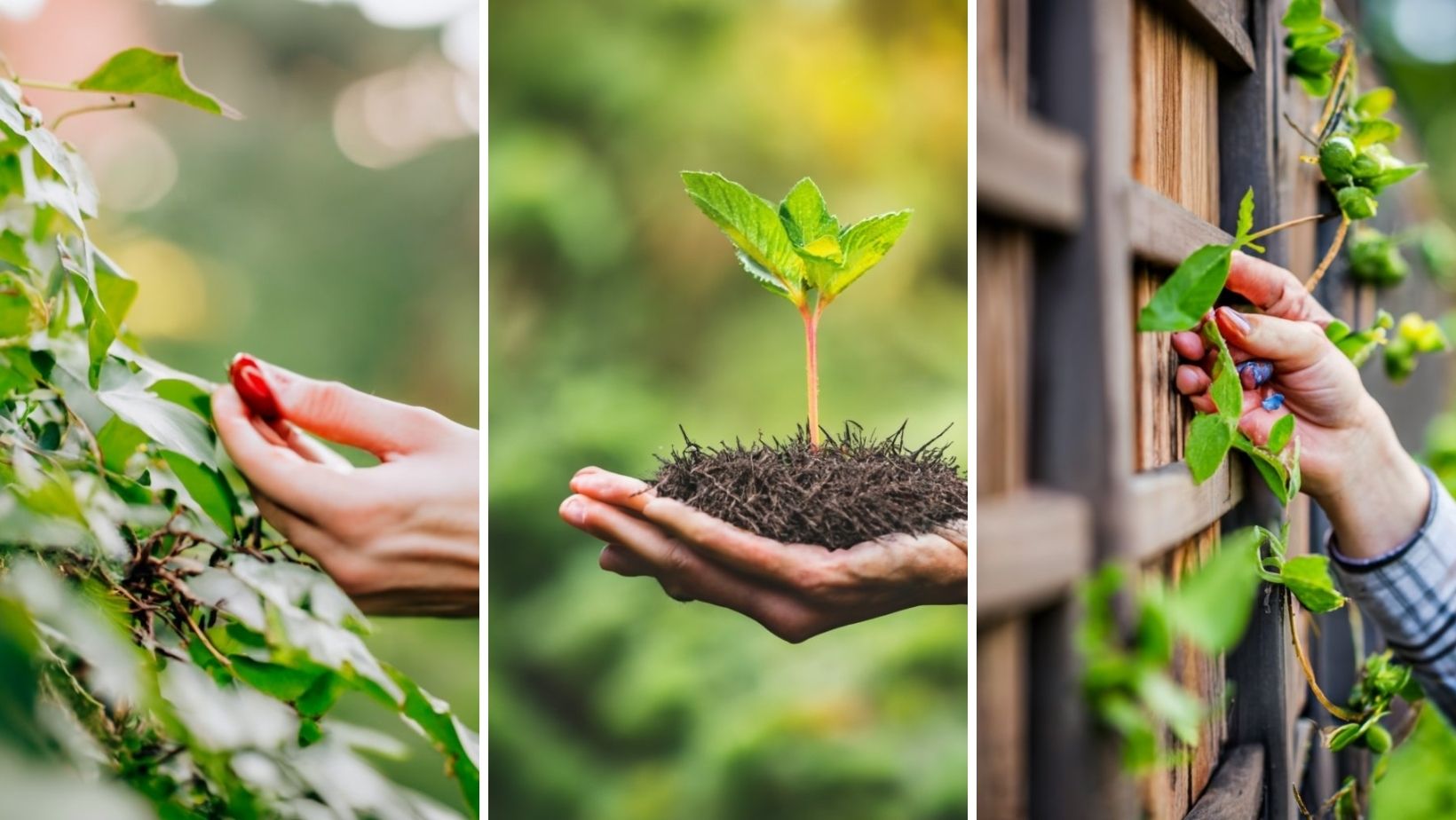 Destroy Annoying Briars: 17 Clever Ways to Kill Briars for Good, No ...