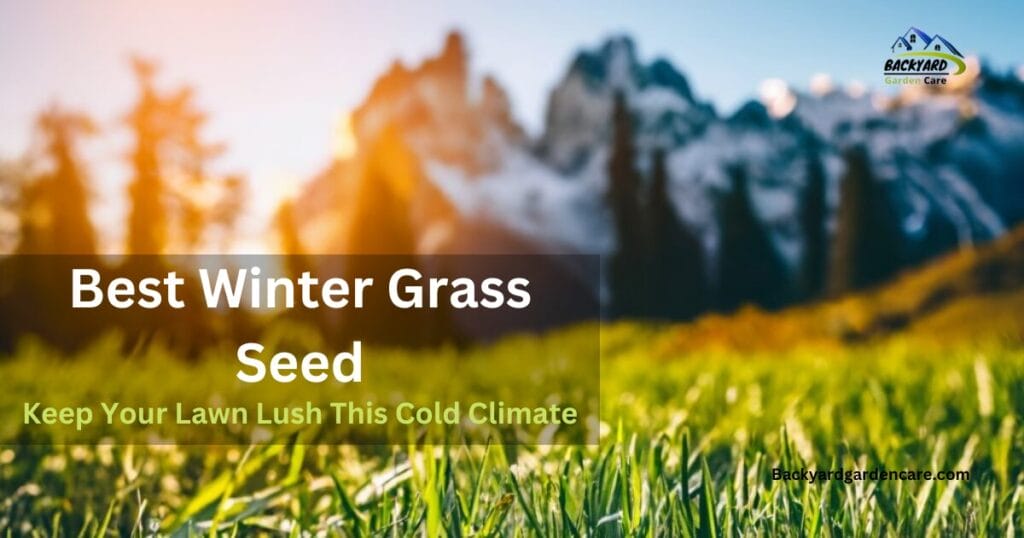 Mow Before Or After Weed And Feed: 3 Best Ideal Timelines for Weed and ...